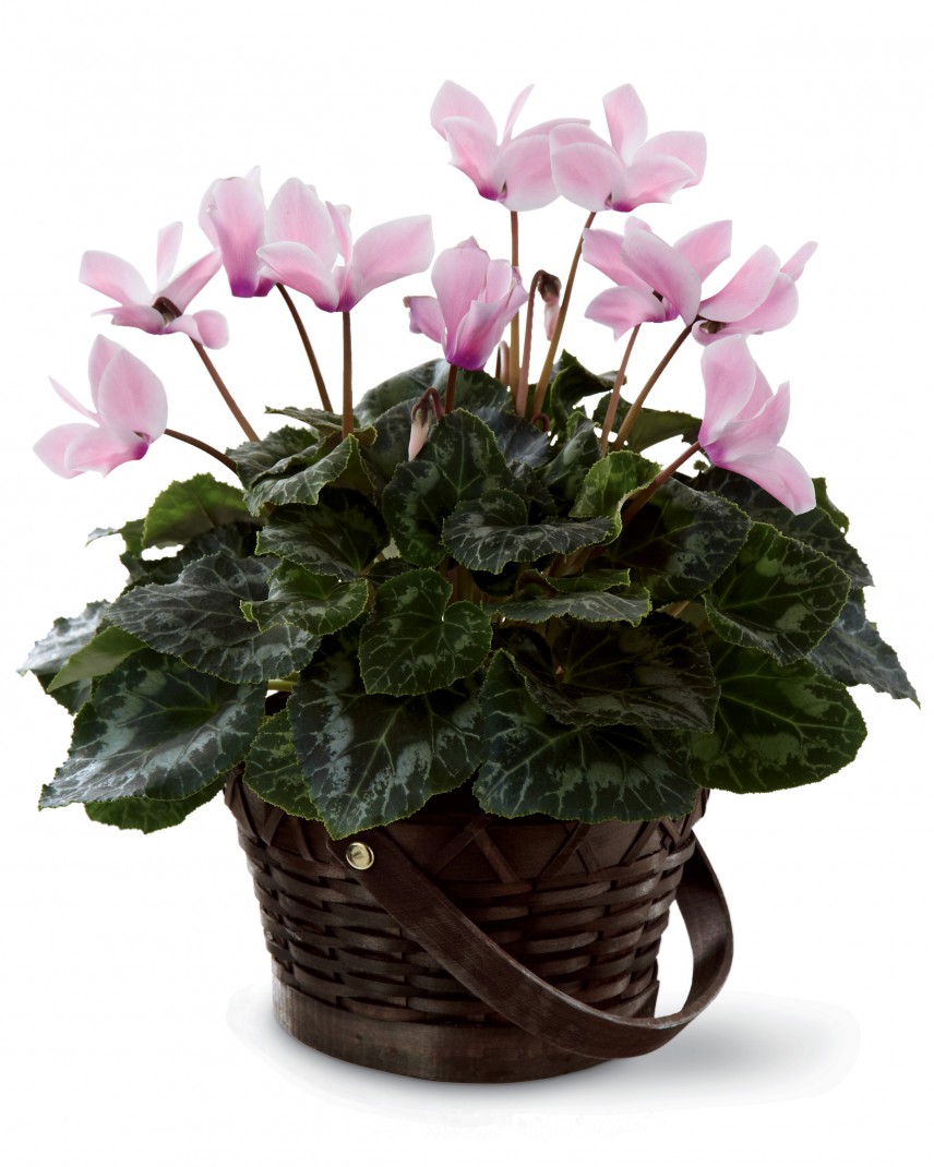 The Pink Cyclamen | Blushing Blooms | Today Flower Delivery