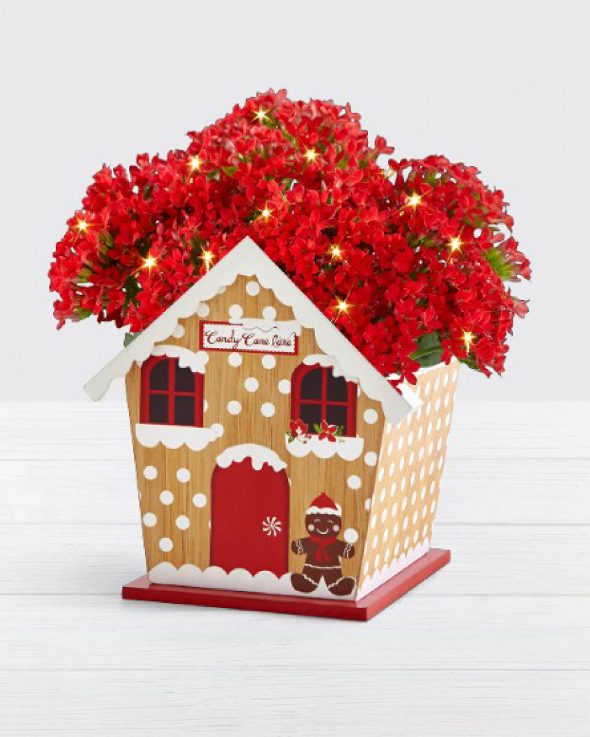 Order Festive Gingerbread House | Today Flower Delivery