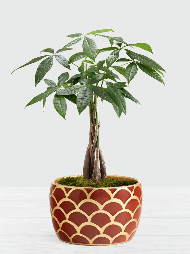 Braided Money Tree