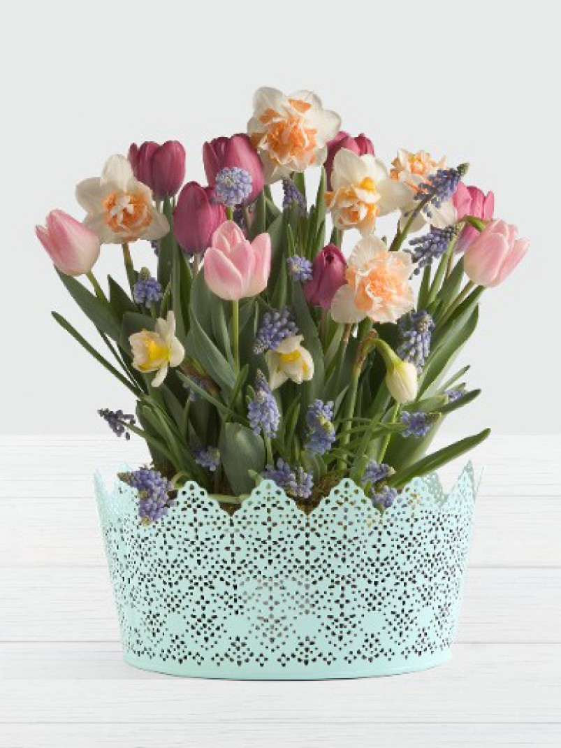 Order Spring Plants | Spring Bulbs | Today Flower Delivery