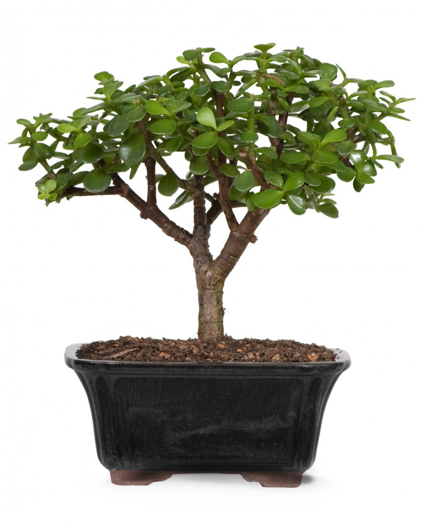 Dwarf Jade Bonsai